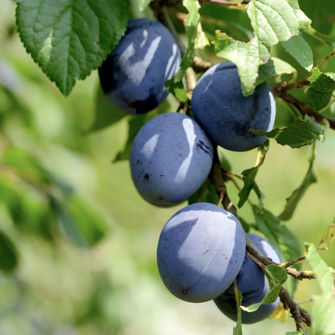 Zwetschge 'Bühler Frühzwetschge' – Bio-Zwetschgenbaum