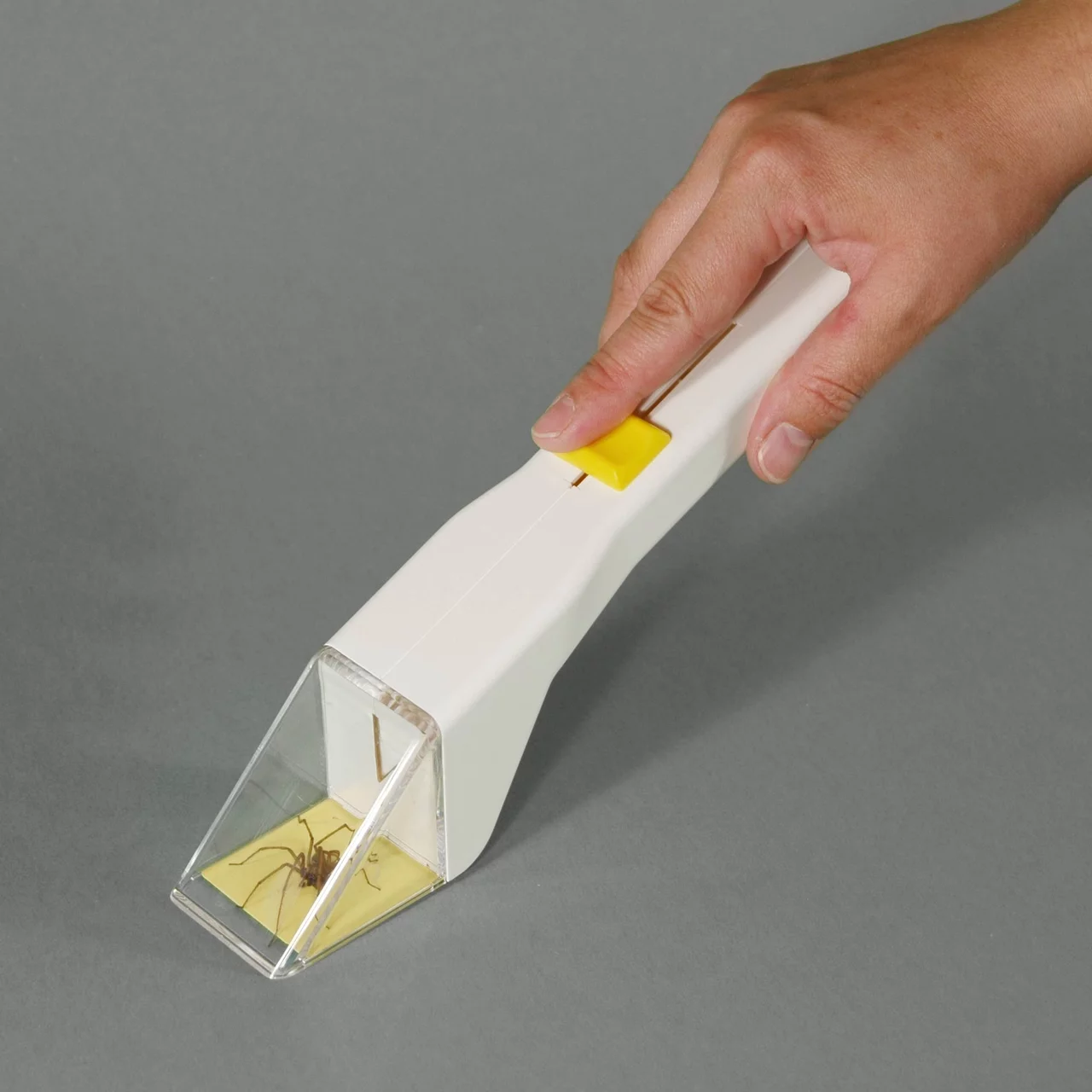 Attraper les insectes dans le ménage – Insect-Snapy