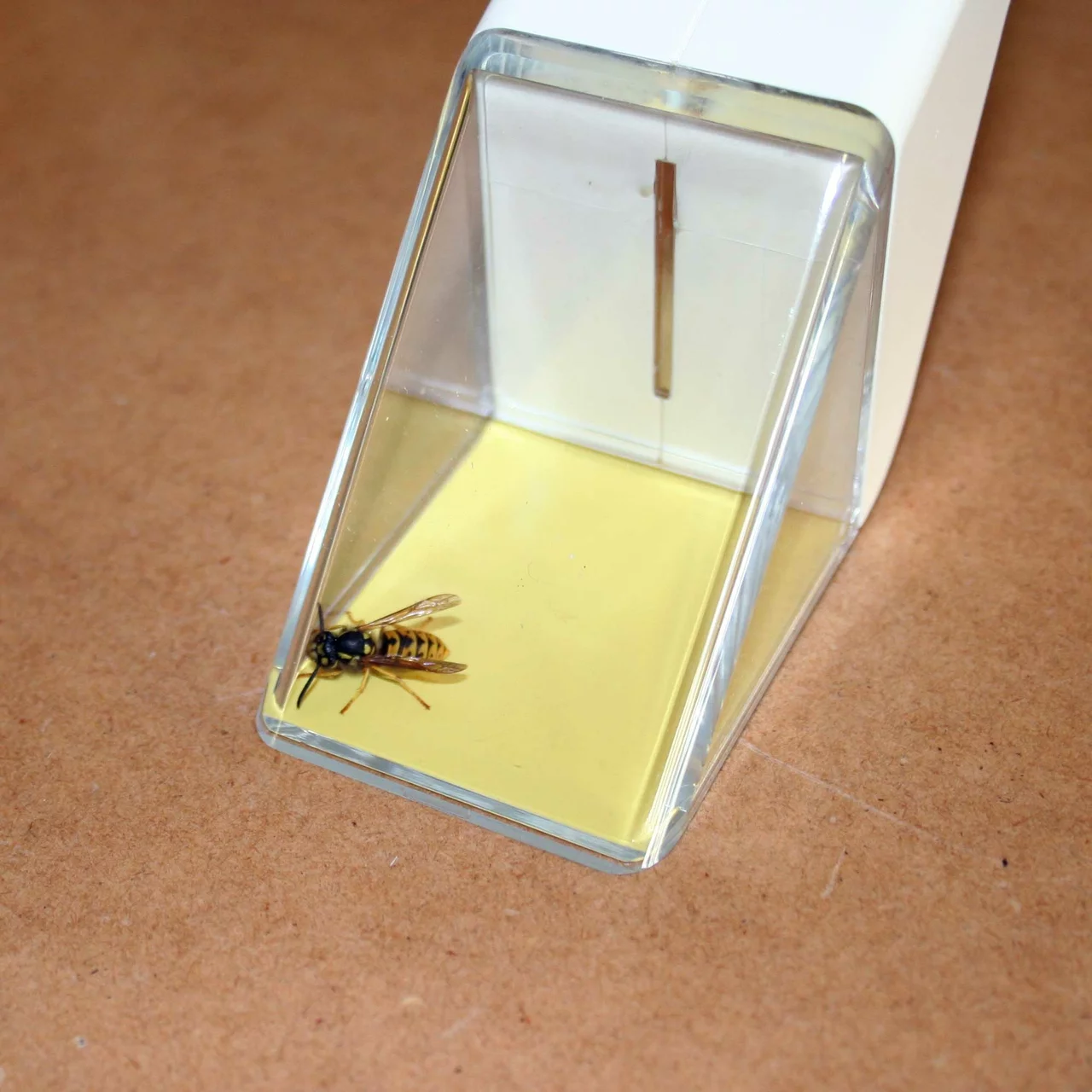 Attraper les insectes dans le ménage – Insect-Snapy