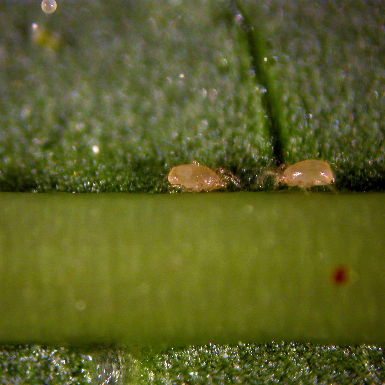 Raubmilben gegen Thrips – Natürliche & effektive Bekämpfung