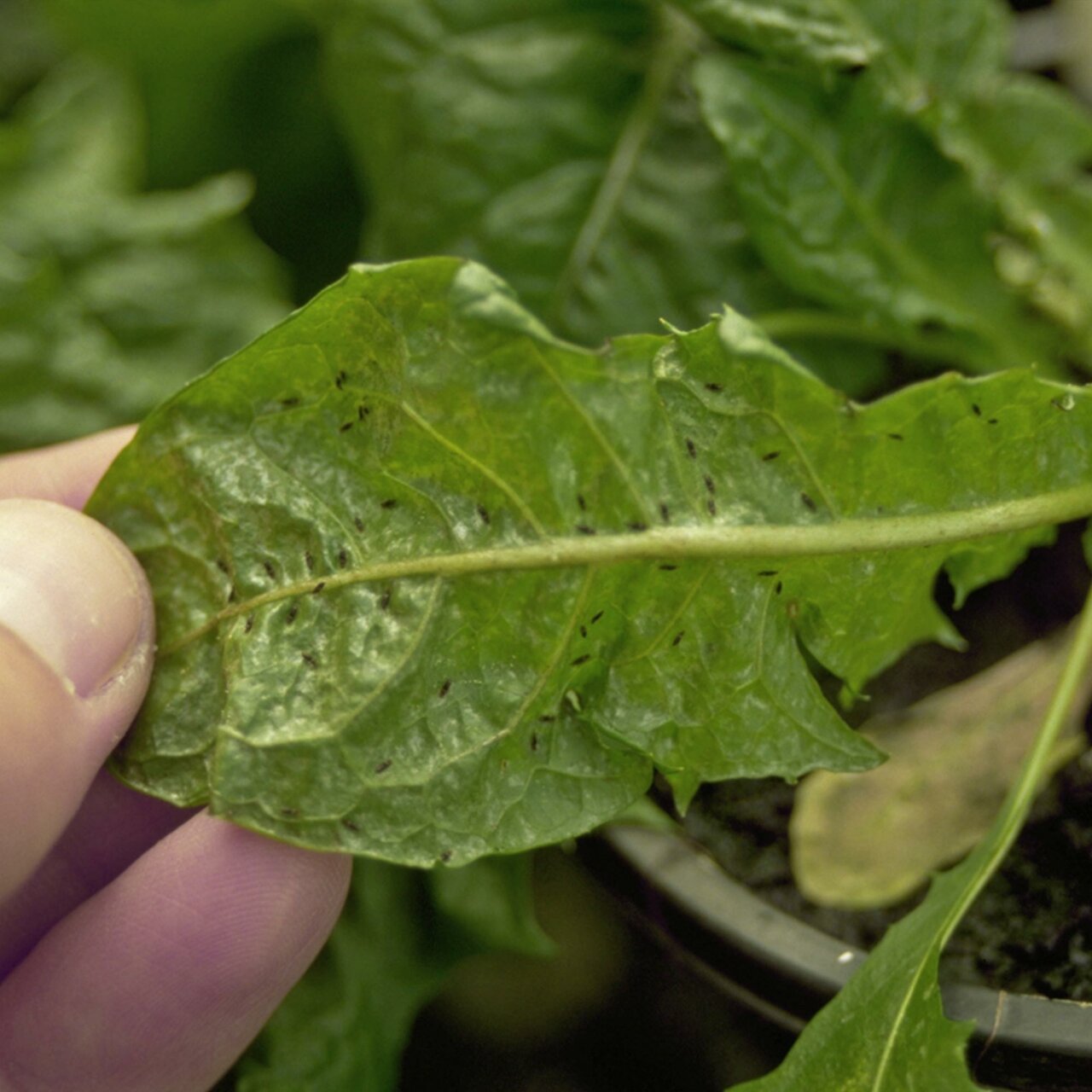 Raubmilben gegen Thrips – Natürliche & effektive Bekämpfung