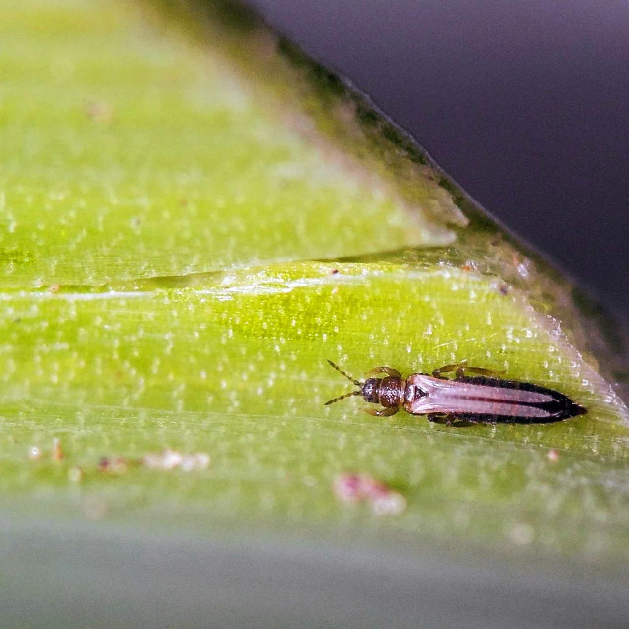 Raubmilben gegen Thrips – Natürliche & effektive Bekämpfung