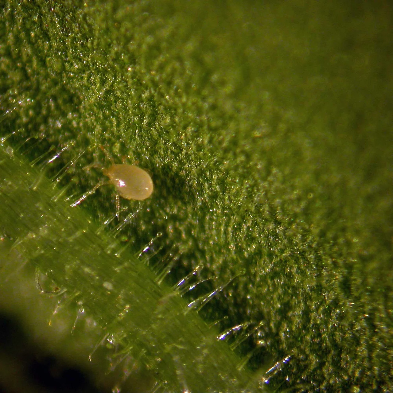 Raubmilben gegen Thrips – Natürliche & effektive Bekämpfung