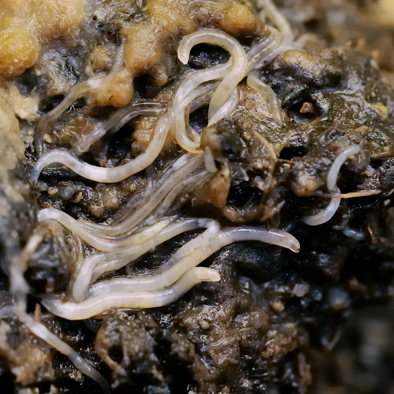 Raubmilben (Hypoaspis) gegen Bodenschädlinge – Nützlinge