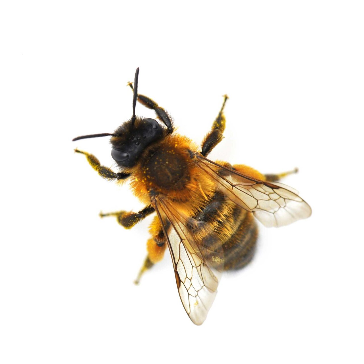 Mauerbienen-Kokons – Wildbienen im Naturgarten ansiedeln