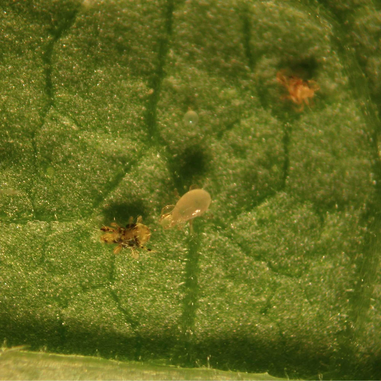 Raubmilben Phytoseiulus – Spinnmilben natürlich bekämpfen