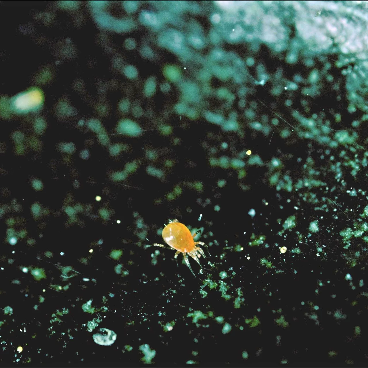 Raubmilben Phytoseiulus – Spinnmilben natürlich bekämpfen