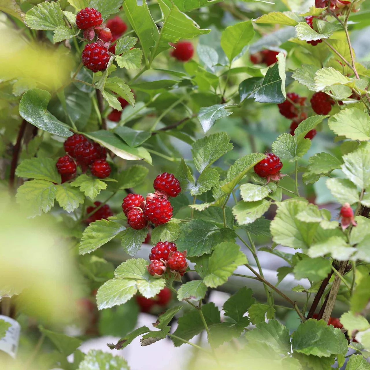Bio-Brombeere «Dorman Red» – Rote Brombeeren vom Strauch