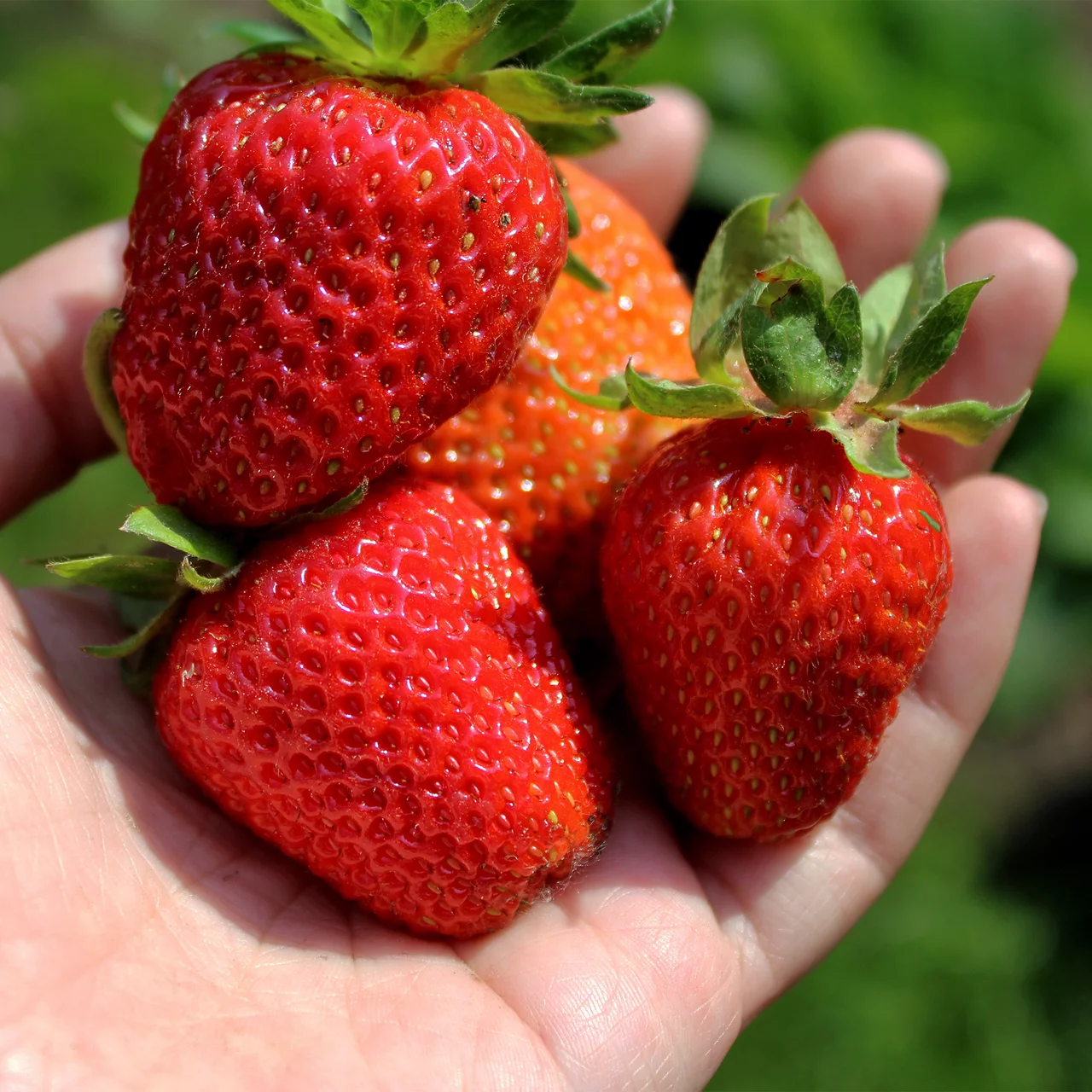 Erdbeere Madame Moutôt – Bio-Beeren für Ihren Naturgarten