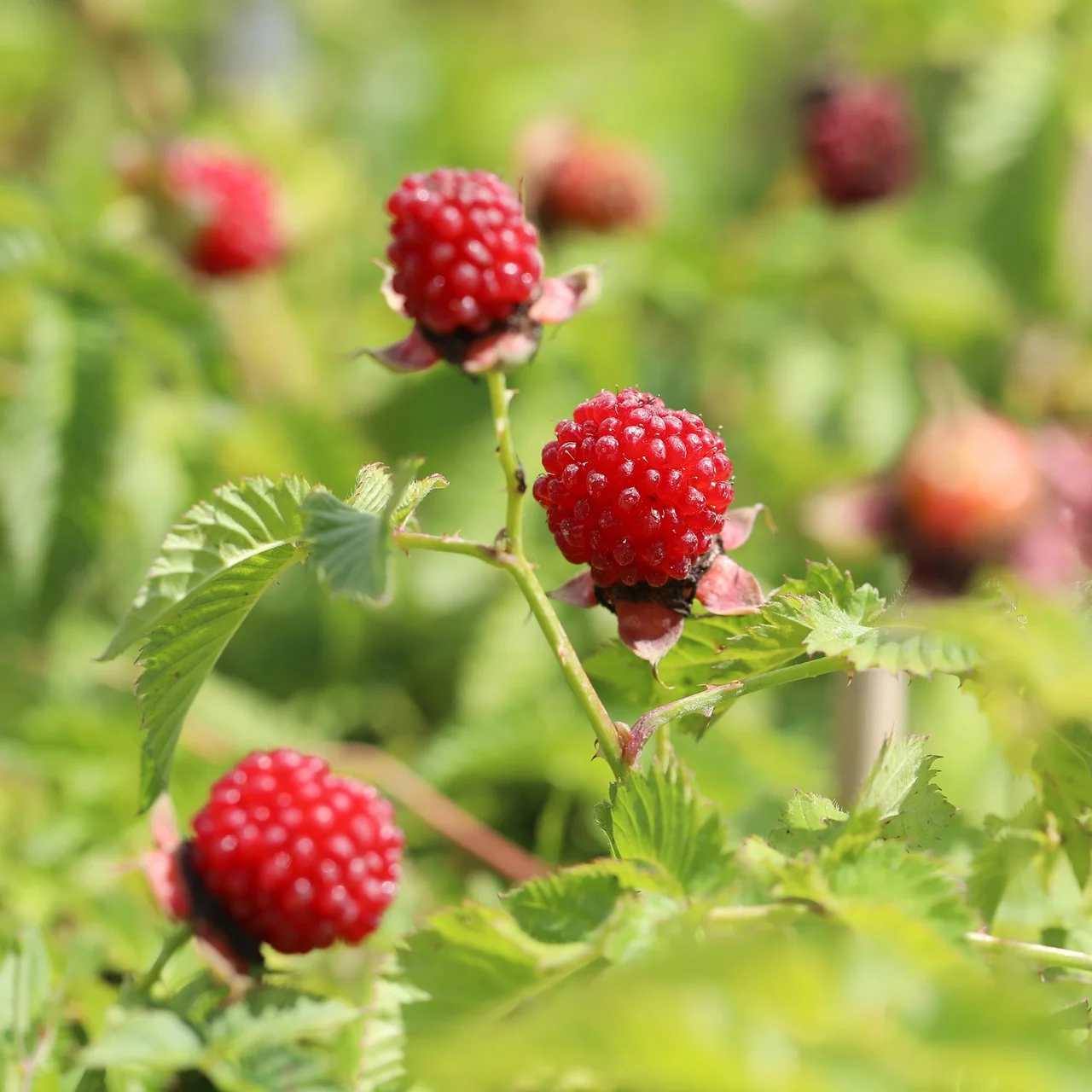 Japanische Erdbeerhimbeere – Biologische Bodendecker-Beeren