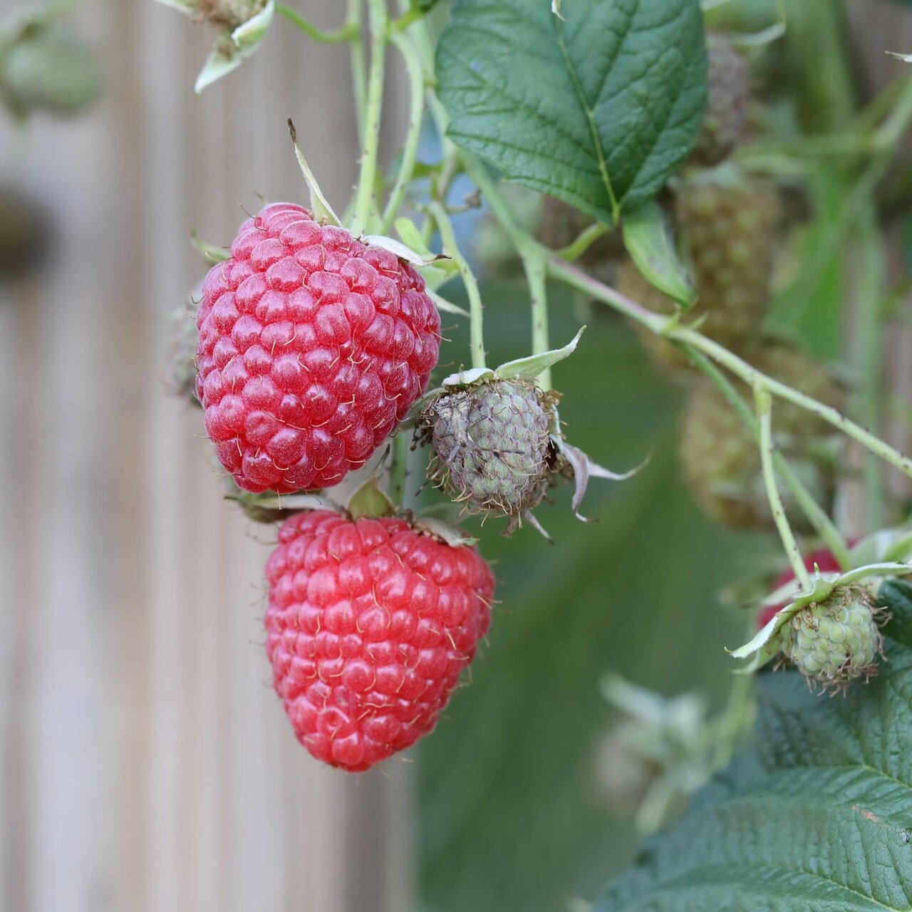 Bio-Himbeere «Autumn Bliss» – Biologische Herbsthimbeeren