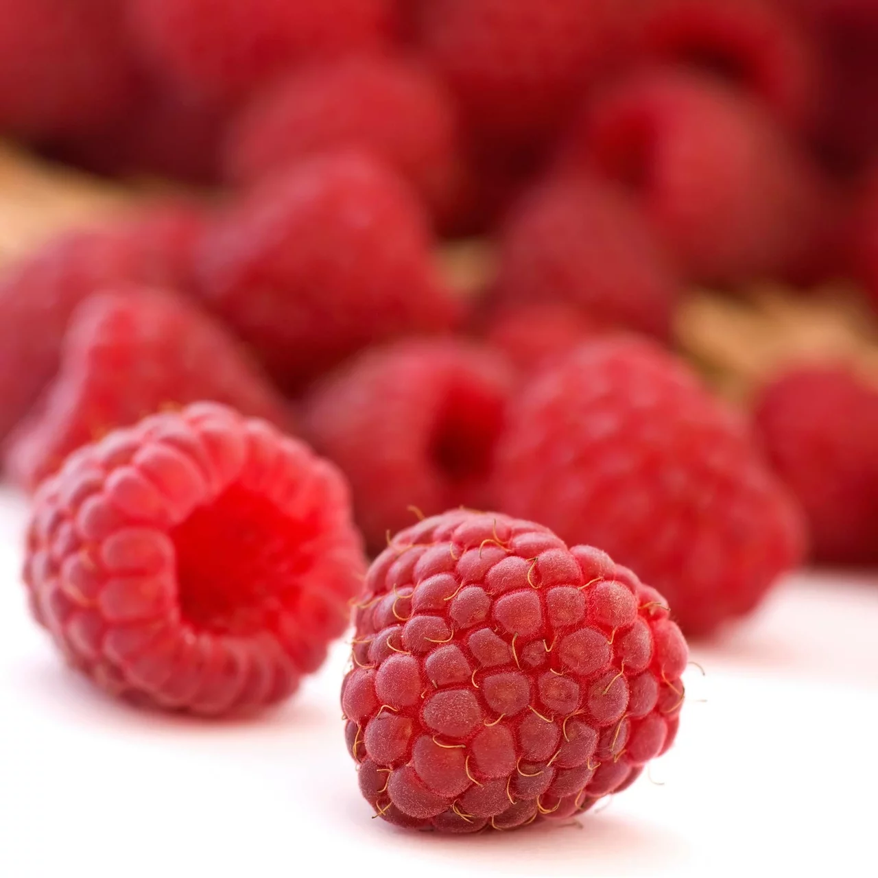 Bio-Himbeere «Autumn Bliss» – Biologische Herbsthimbeeren