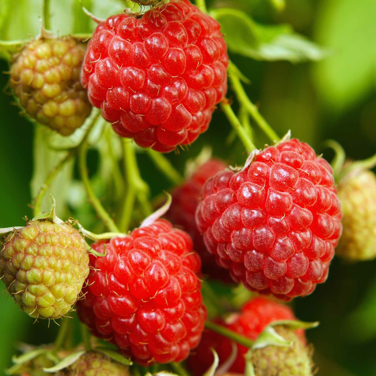 Bio-Himbeere «Autumn Bliss» – Biologische Herbsthimbeeren