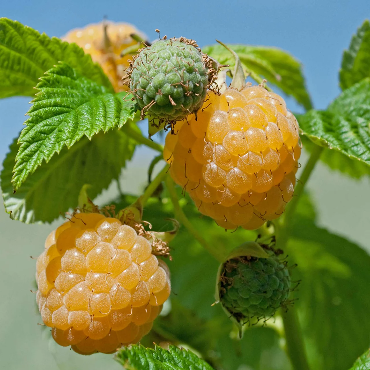 Gelbe Himbeere «Hauensteins Gelbe» – Süsse Bio-Himbeeren