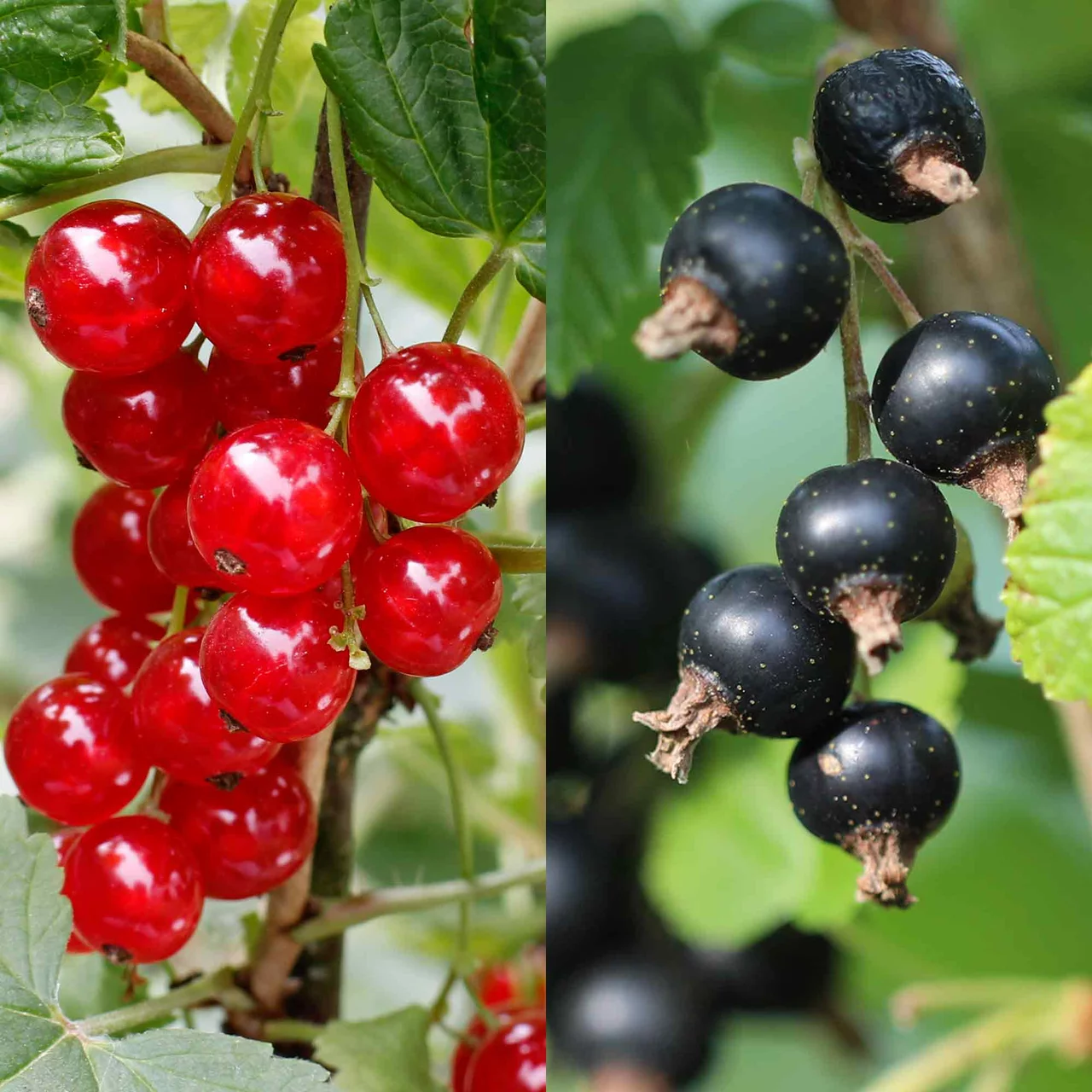 Duo-Stamm Johannisbeeren – 2 Sorten an einer Pflanze!