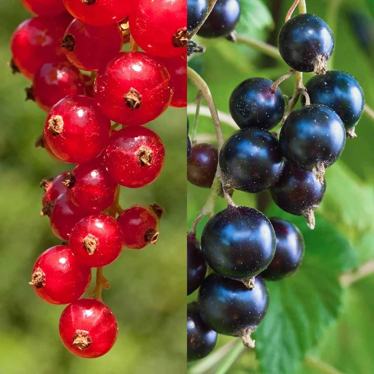 Duo-Johannisbeere – Schwarze & rote Beeren in einem!