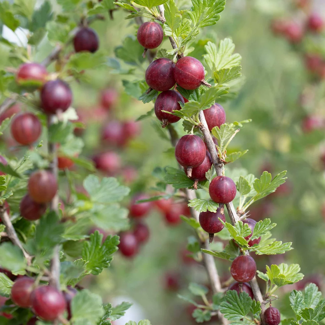 Rote Stachelbeere Hinnonmäki – Biologische Beerensträucher
