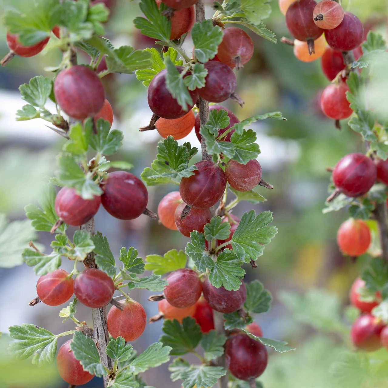 Rote Stachelbeere Hinnonmäki – Biologische Beerensträucher