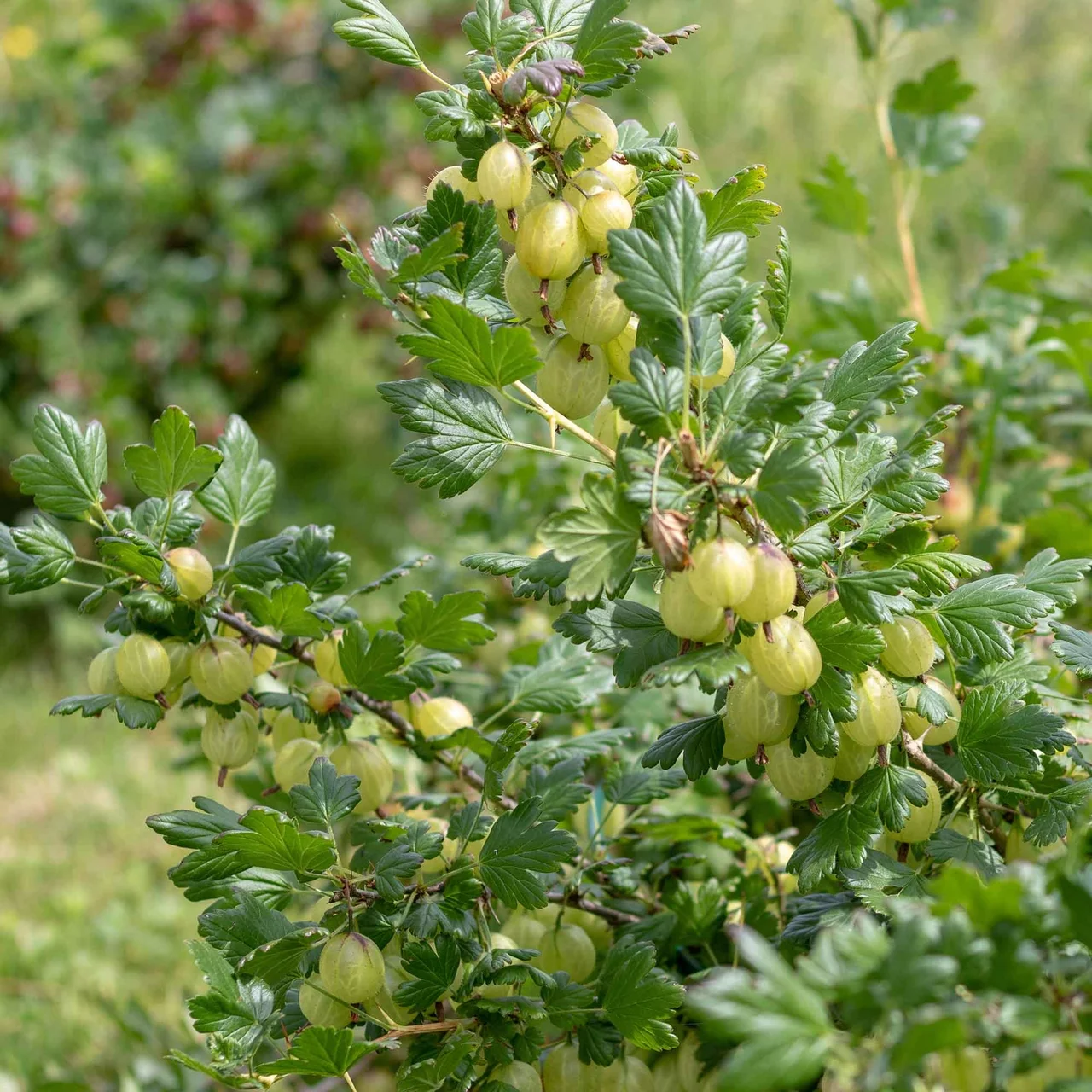 Bio-Stachelbeere Mucurines – Biologische Stachelbeeren