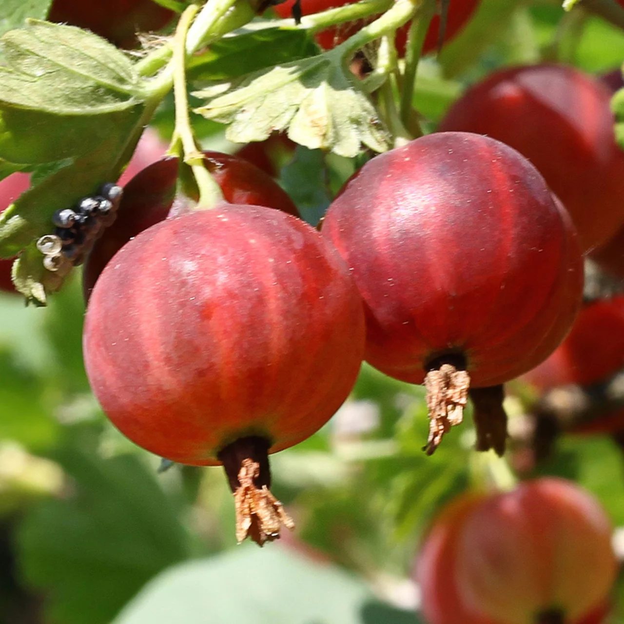 Biologische Stachelbeeren – Rote Bio-Stachelbeere Redeva