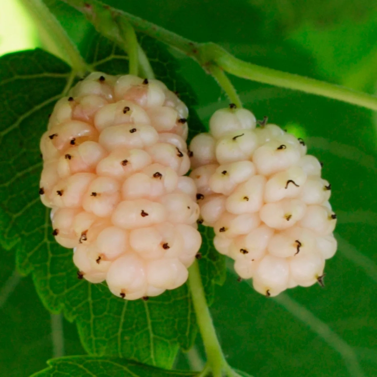 Süsse Weisse Maulbeere – Biologische Maulbeer-Pflanzen