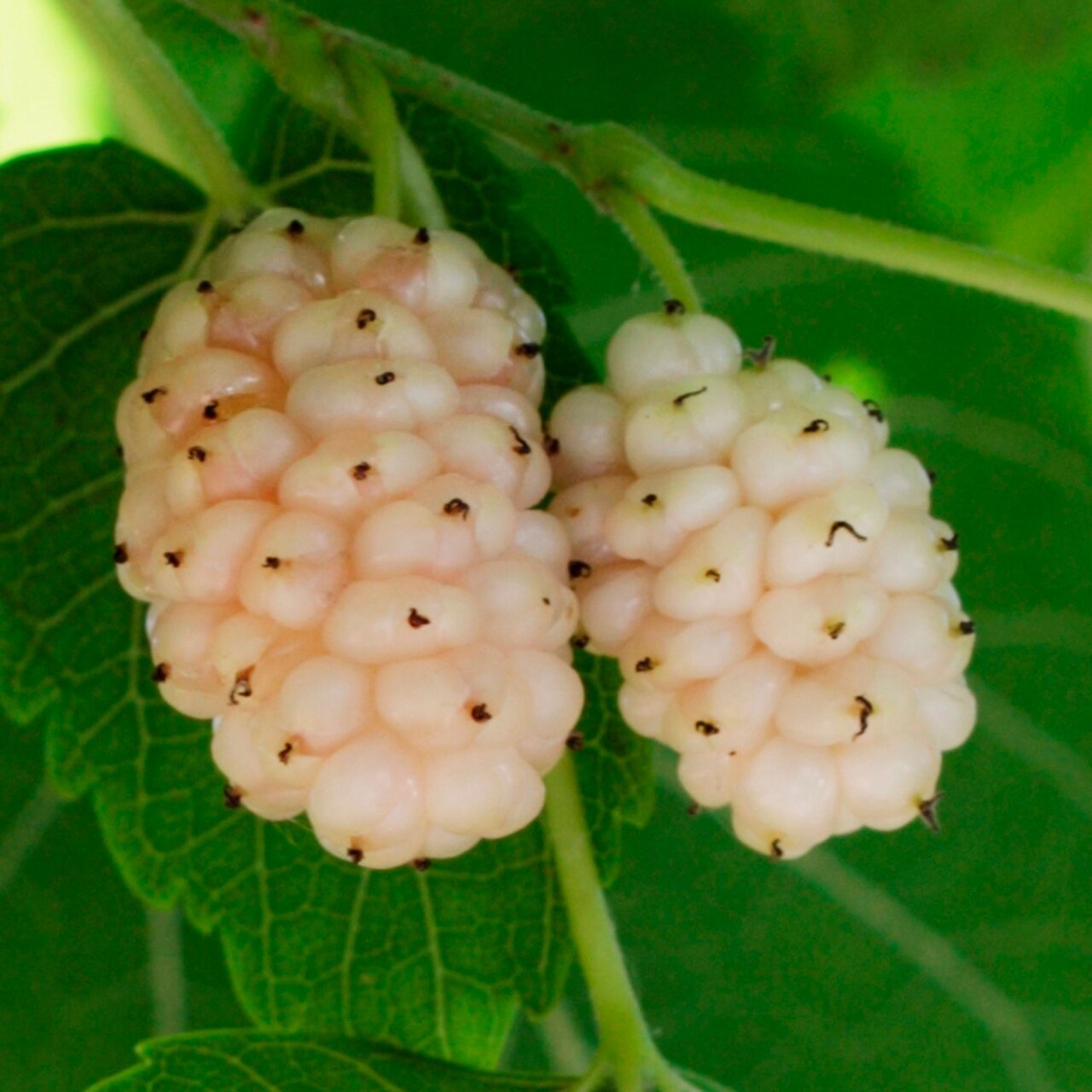 Süsse Weisse Maulbeere – Biologische Maulbeer-Pflanzen