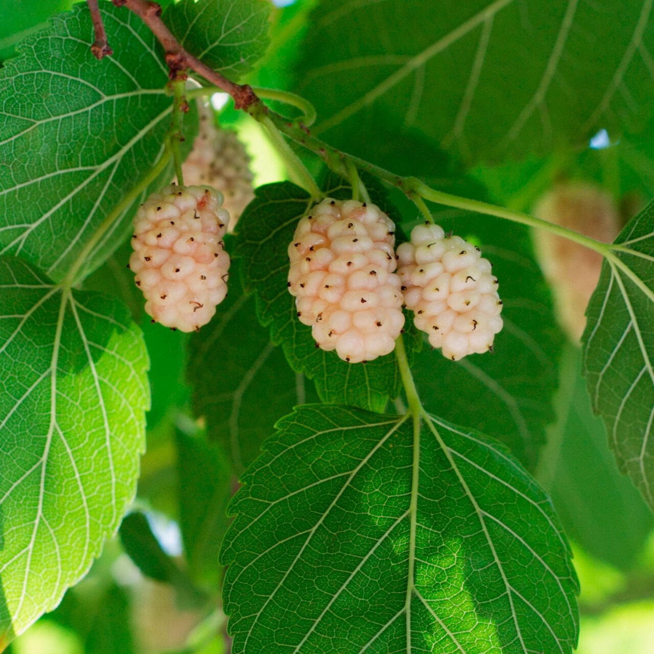 Süsse Weisse Maulbeere – Biologische Maulbeer-Pflanzen