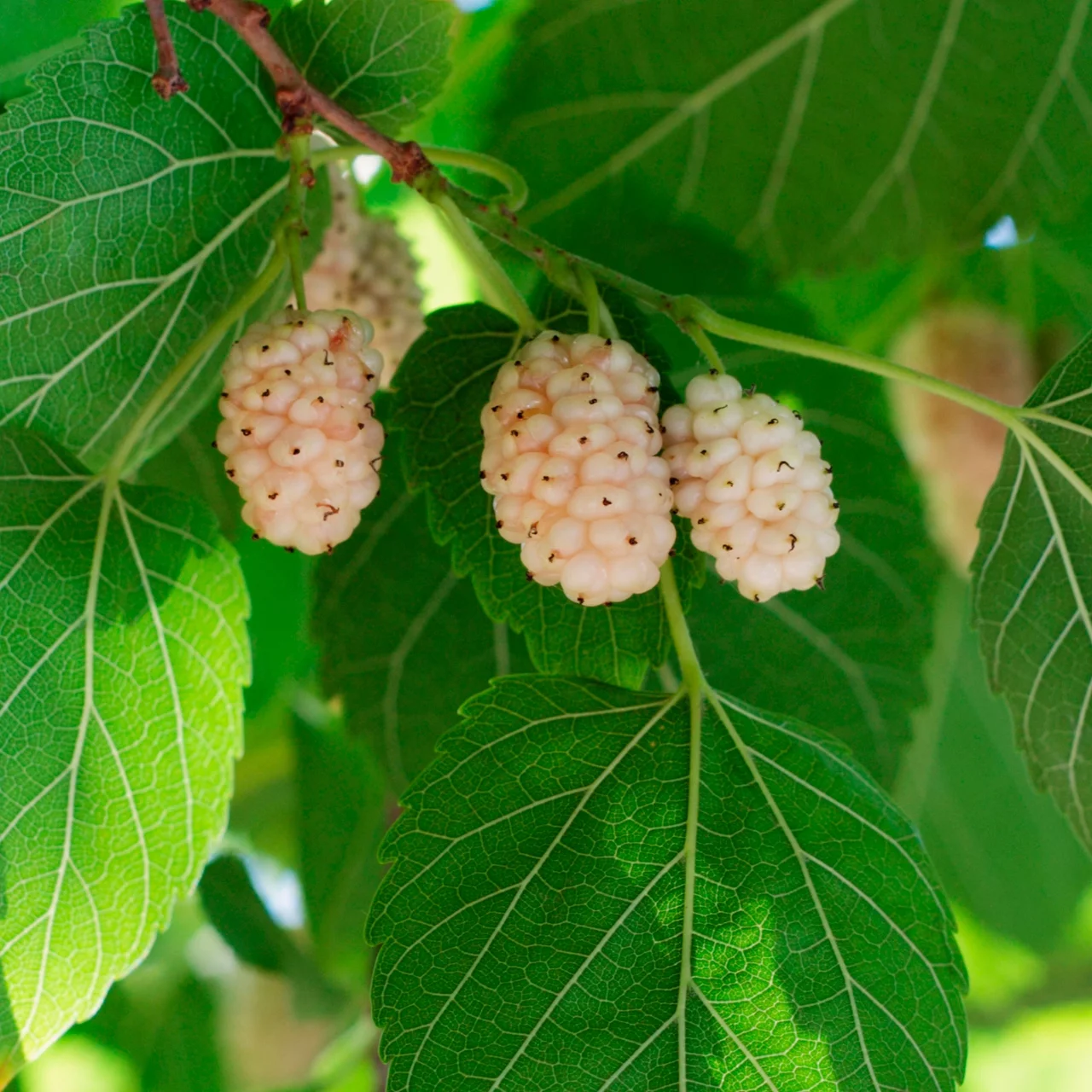 Süsse Weisse Maulbeere – Biologische Maulbeer-Pflanzen