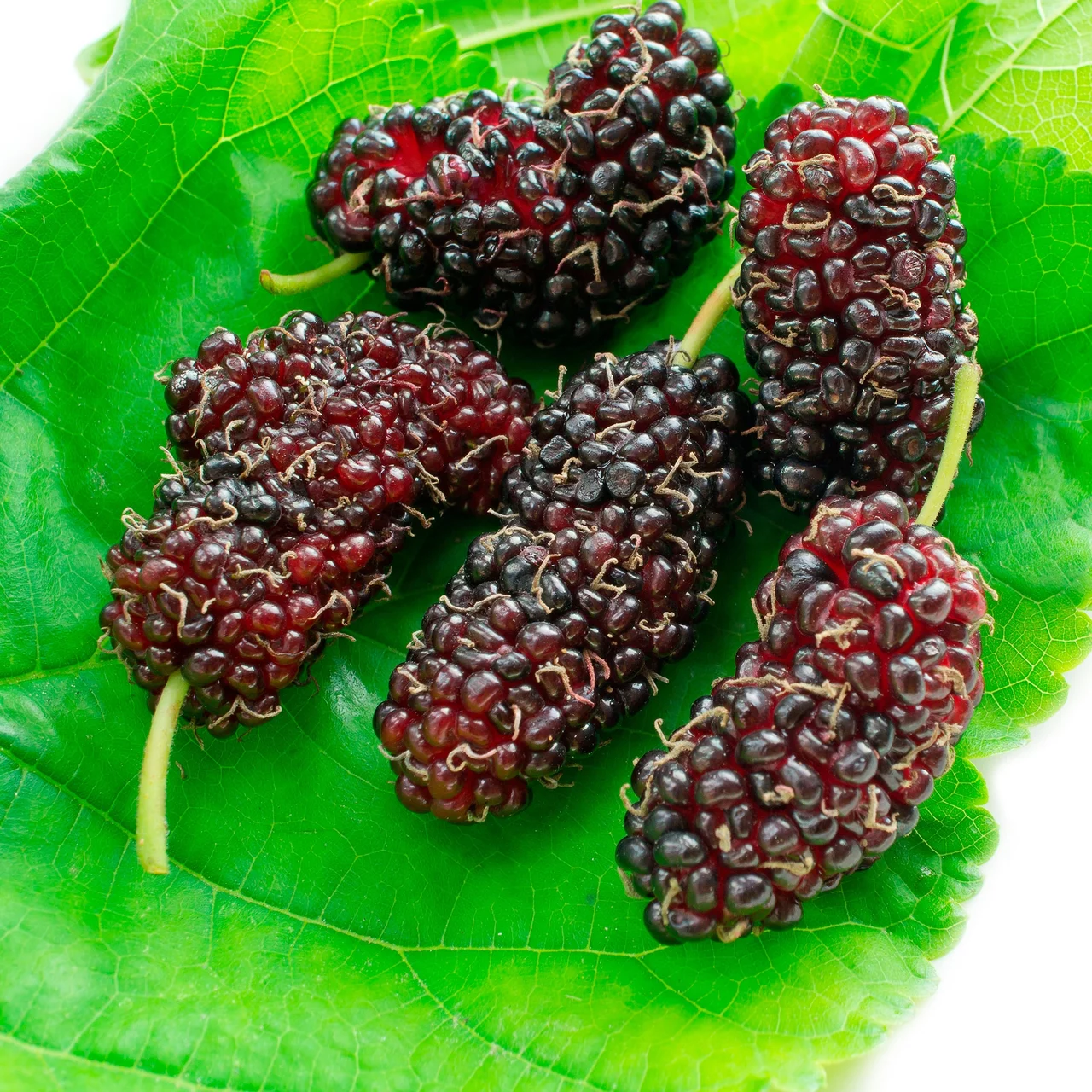 Süsse Bio-Zwergmaulbeere «Mulle» – Biologische Maulbeeren