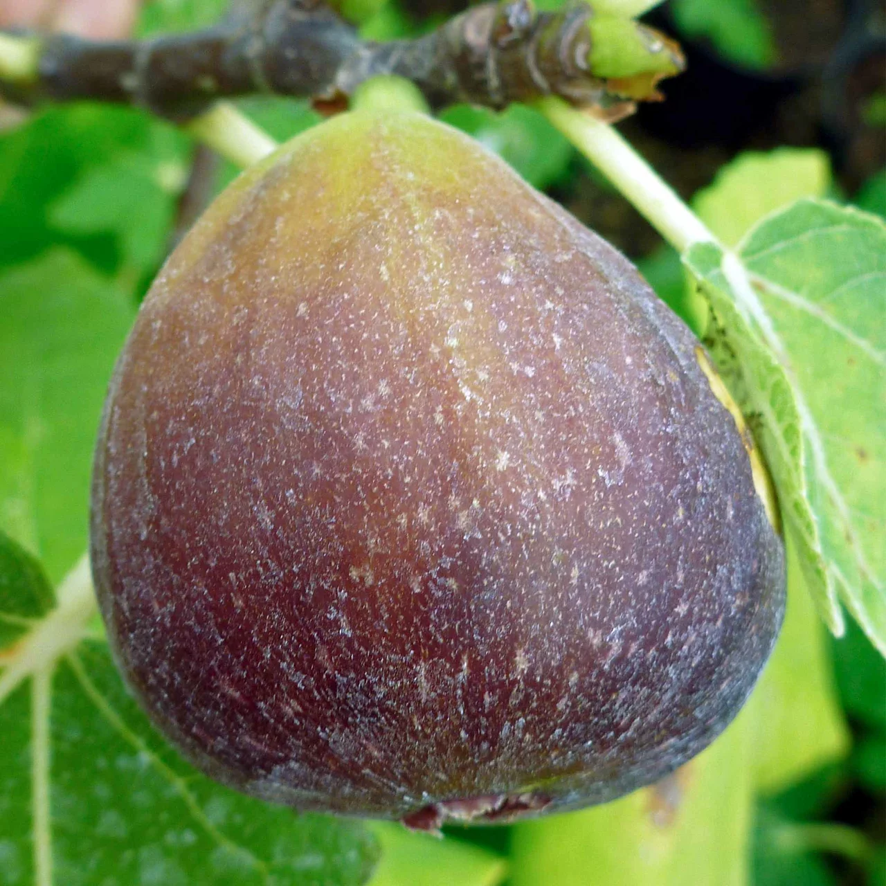 Echte Feige «Brown Turkey» – Robuste Bio-Feigenbäume