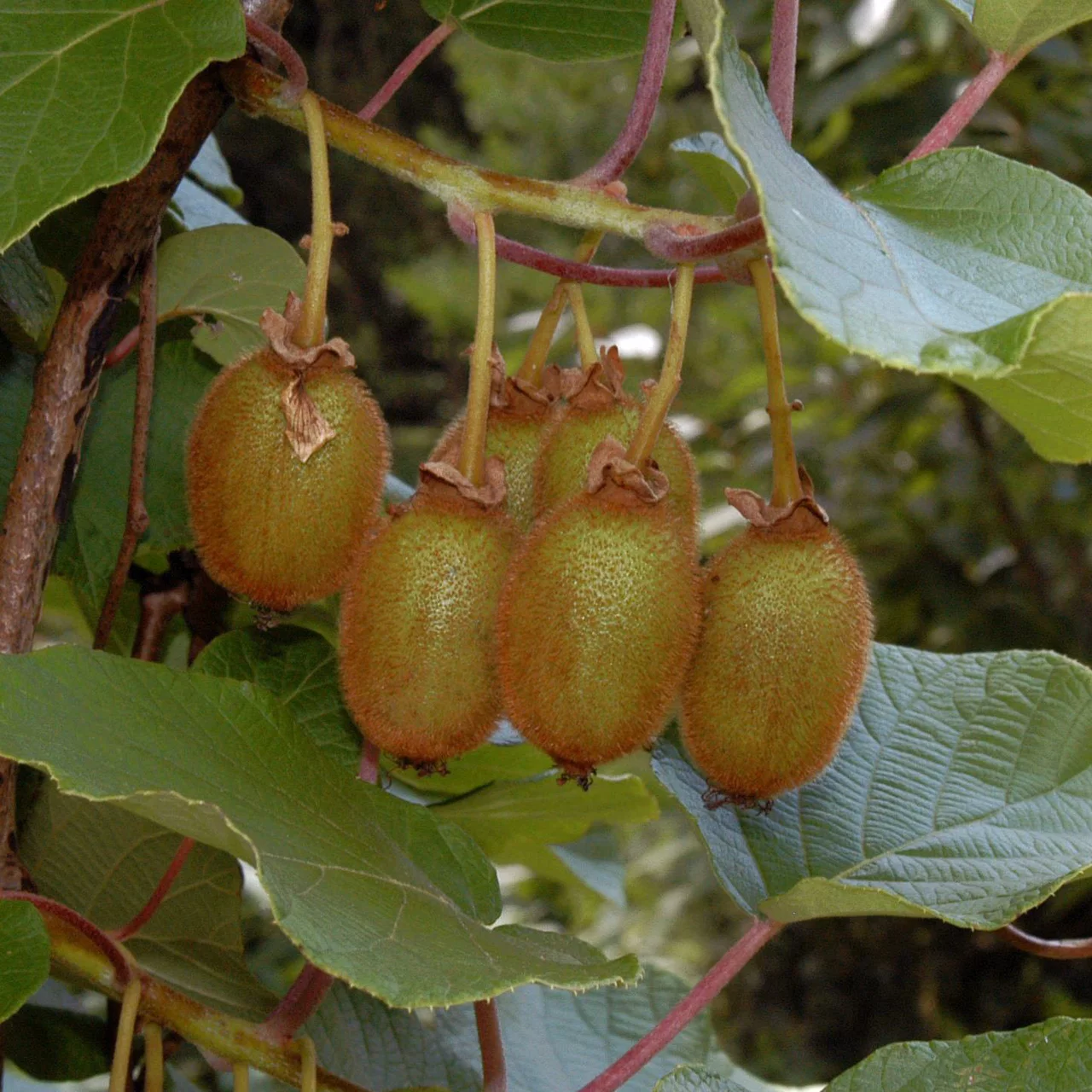 Bio-Kiwi «Jenny» – Biologische Kiwipflanzen für den Garten