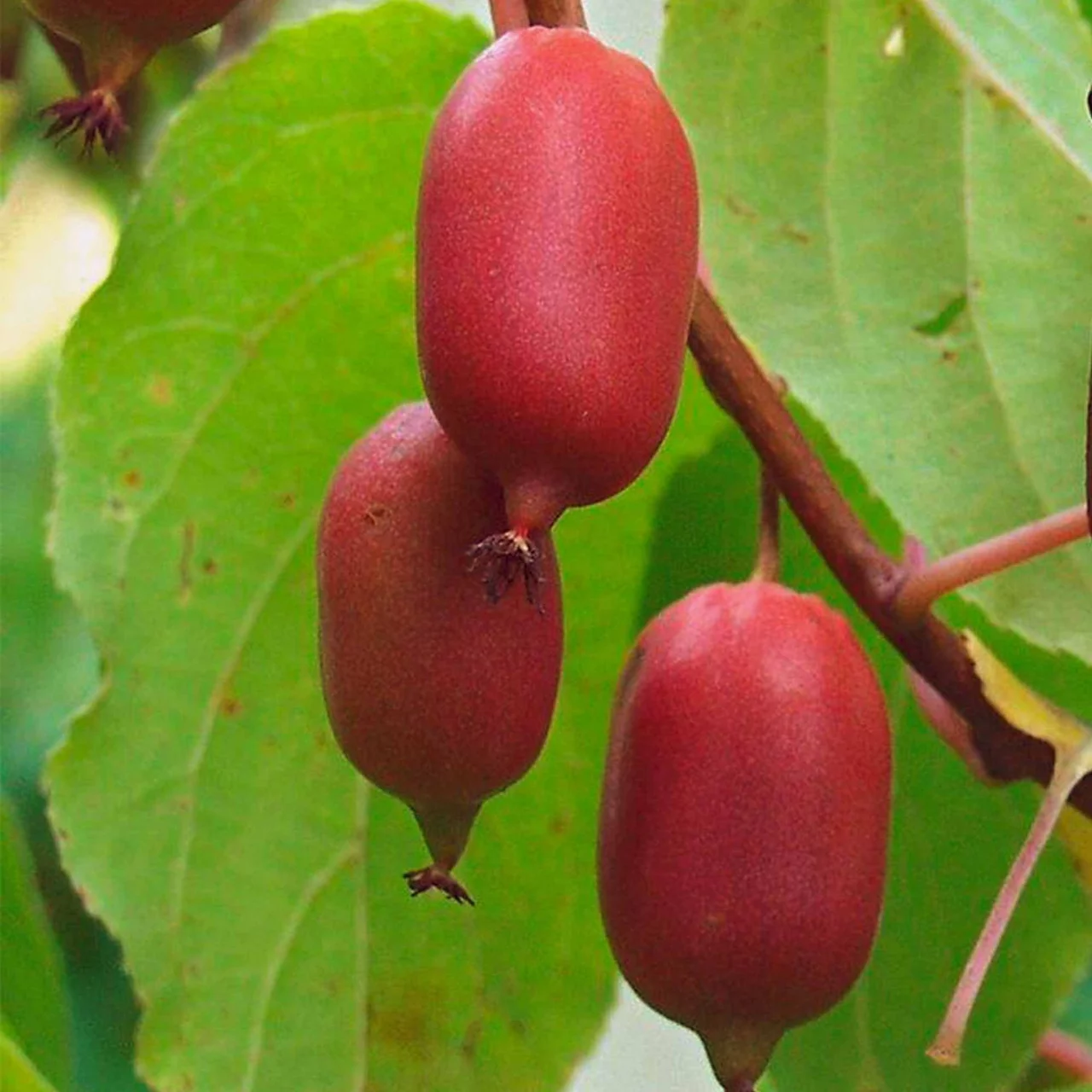 Mini-Kiwi Red Jumbo - Bio Kiwi-Pflanzen für den Garten