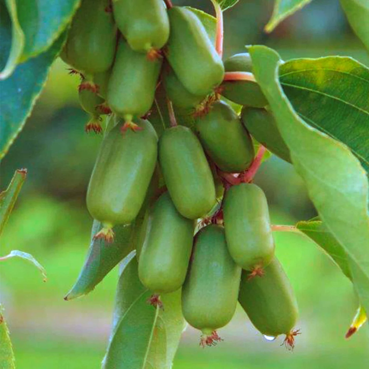 Mini Kiwi Super Jumbo® – Biologische Kiwis für den Garten