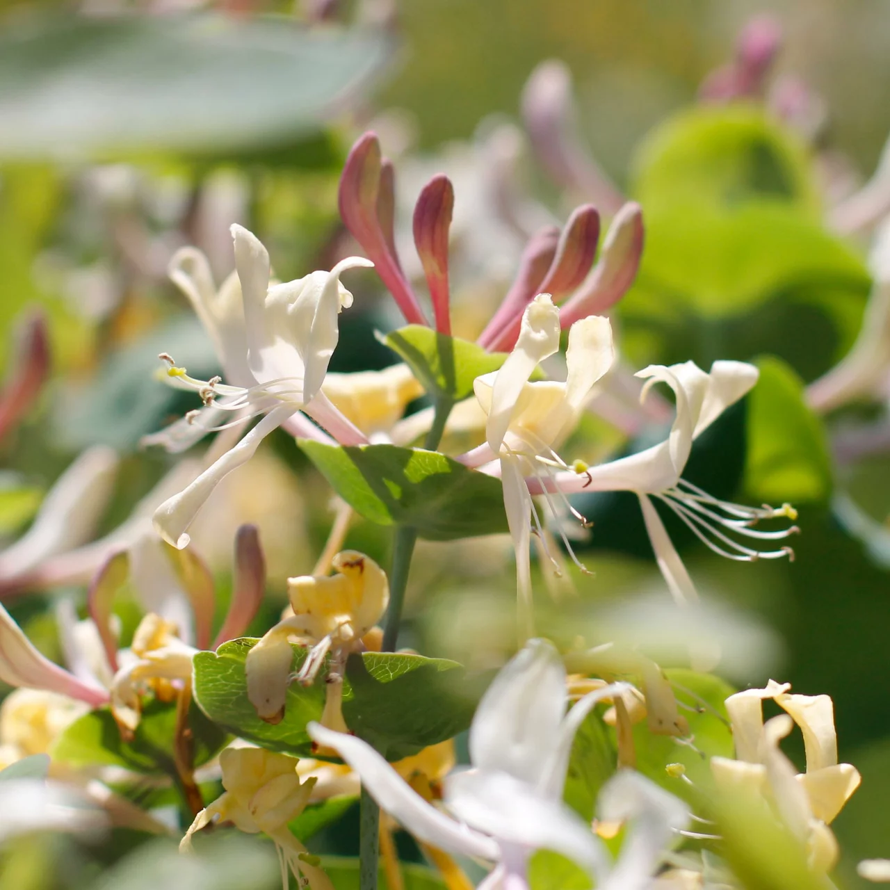 Chèvrefeuille des jardins – Plantes grimpantes biologiques