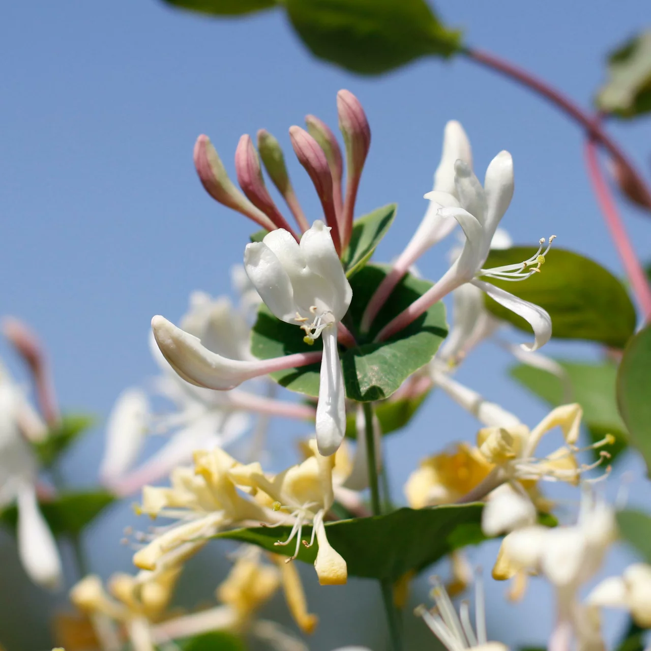 Chèvrefeuille des jardins – Plantes grimpantes biologiques