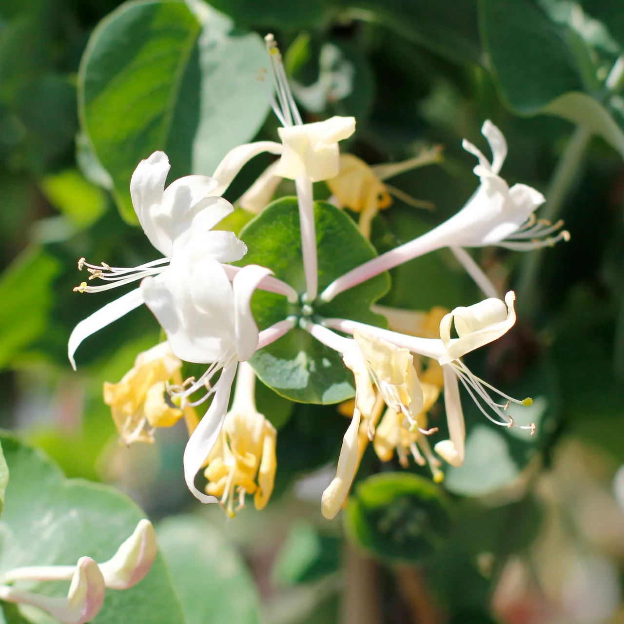 Chèvrefeuille des jardins – Plantes grimpantes biologiques