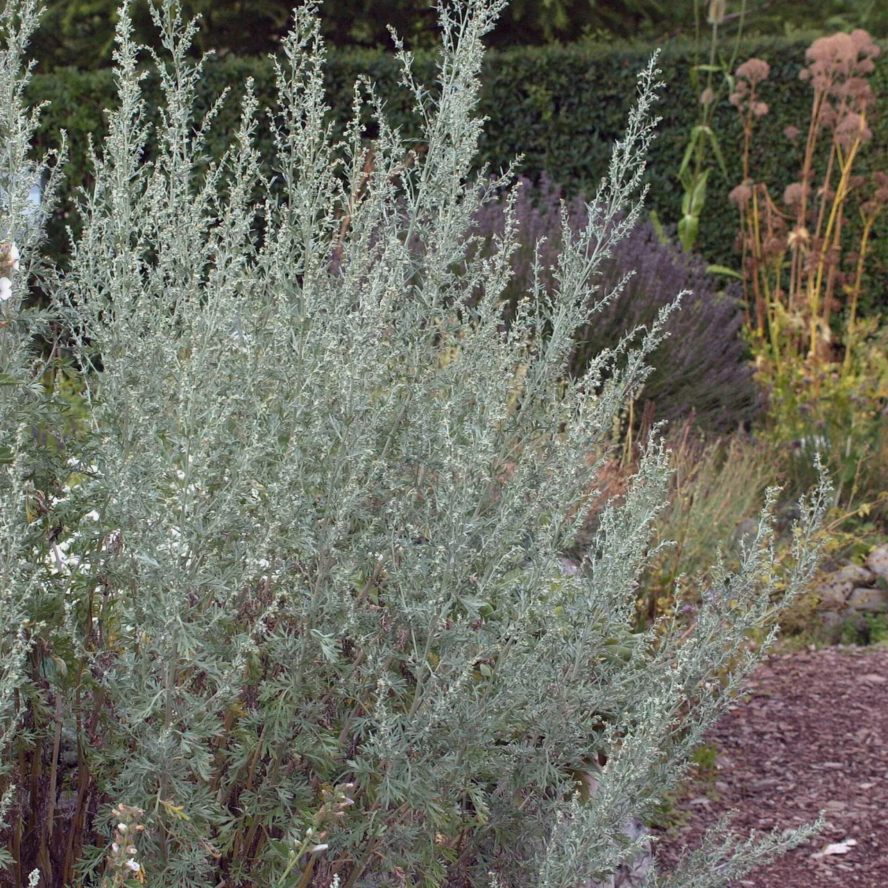 Echter Wermut – Biologische Staude von natürlichem Wert