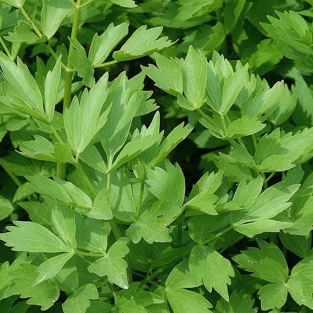 Liebstöckel (Maggikraut) – Robuste Bio-Kräuterpflanzen
