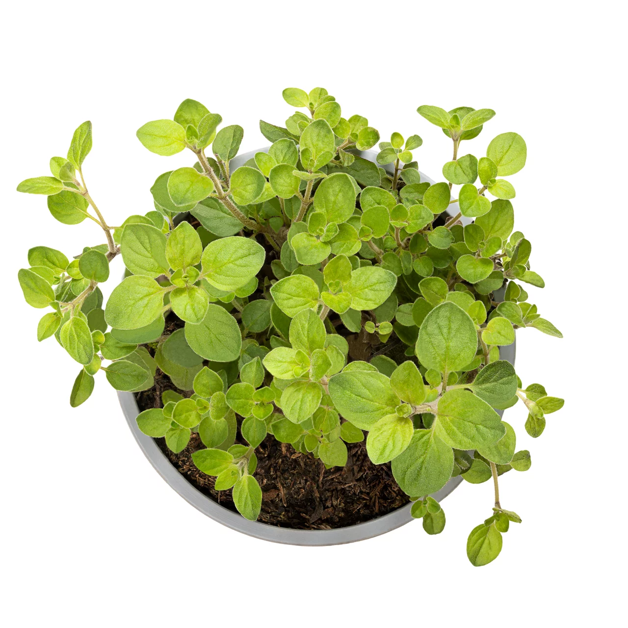 Oregano in Bio-Qualität – Biologische Kräuterpflanzen