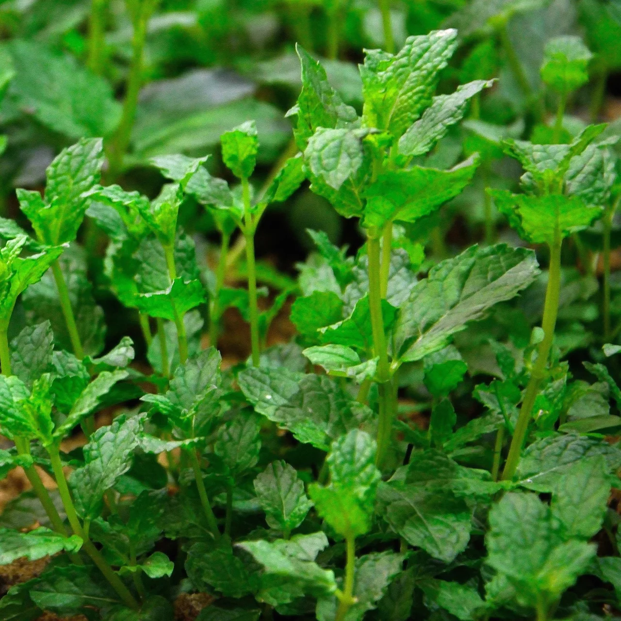 Schweizer Minze – Robuste Biologische Kräuterpflanzen