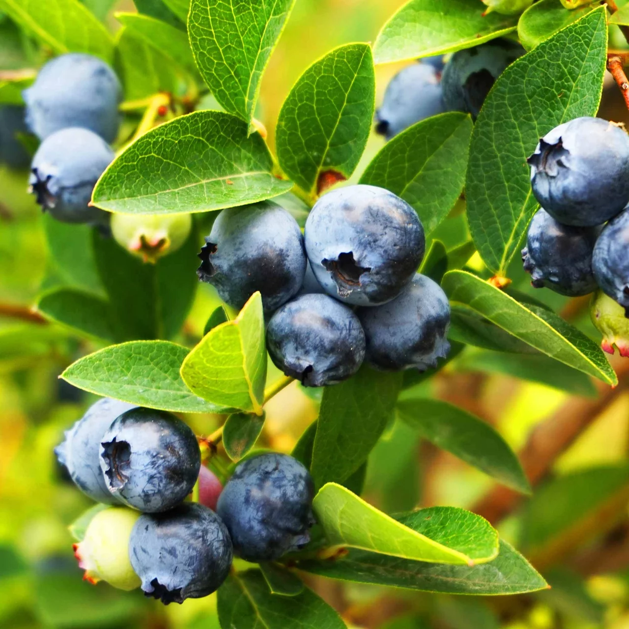 Ertragreiche Heidelbeere «Duke» – Biologische Heidelbeeren
