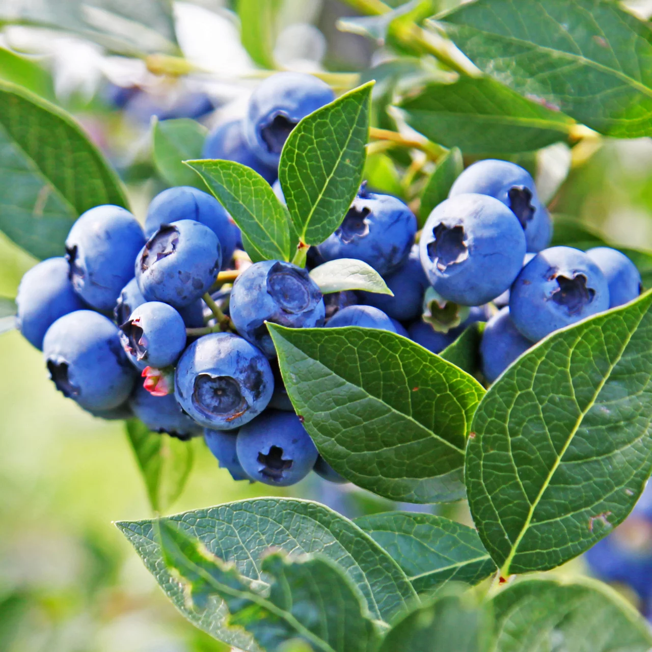 Beeren - Heidelbeeren - Heidelbeere Early Blue