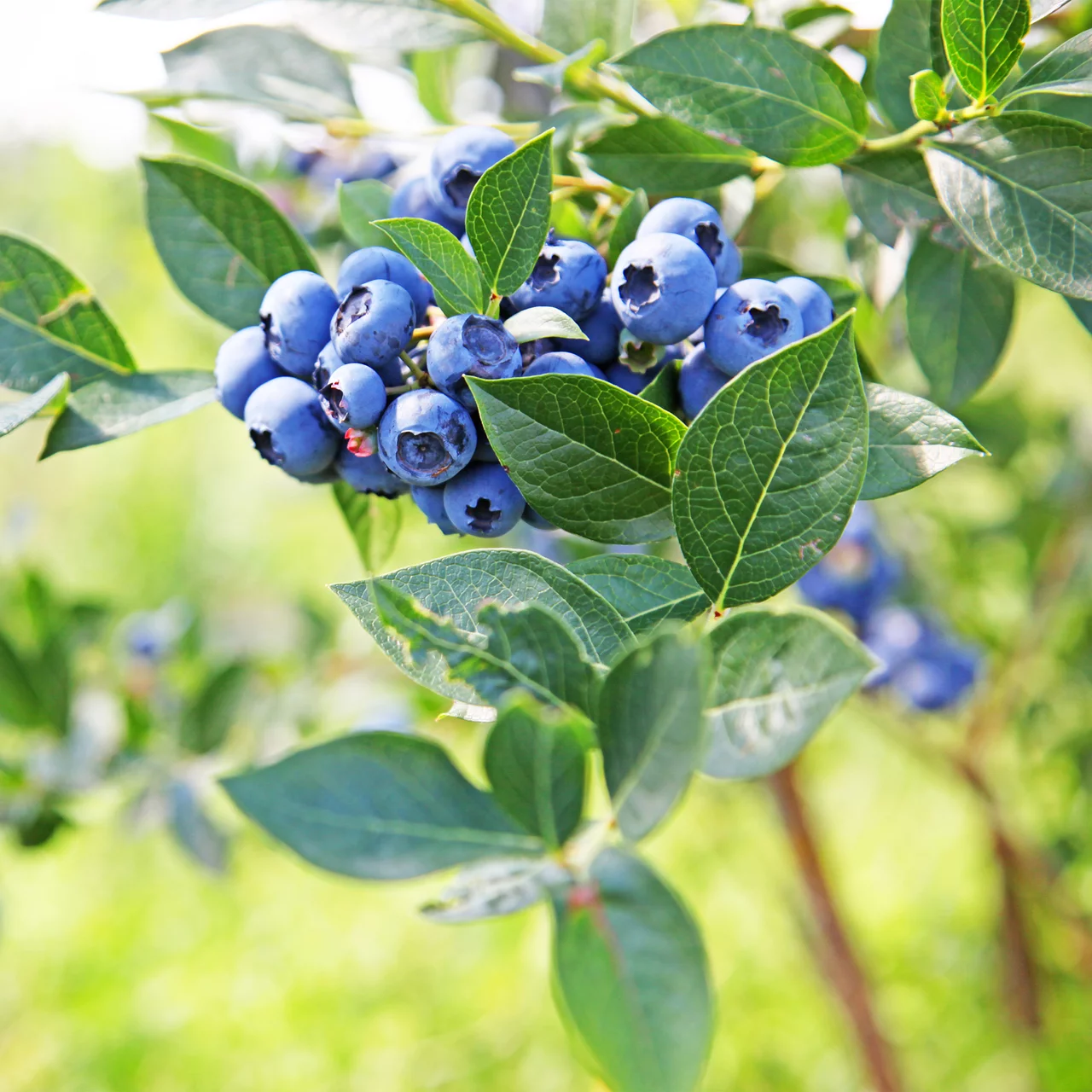 Beeren - Heidelbeeren - Heidelbeere Early Blue