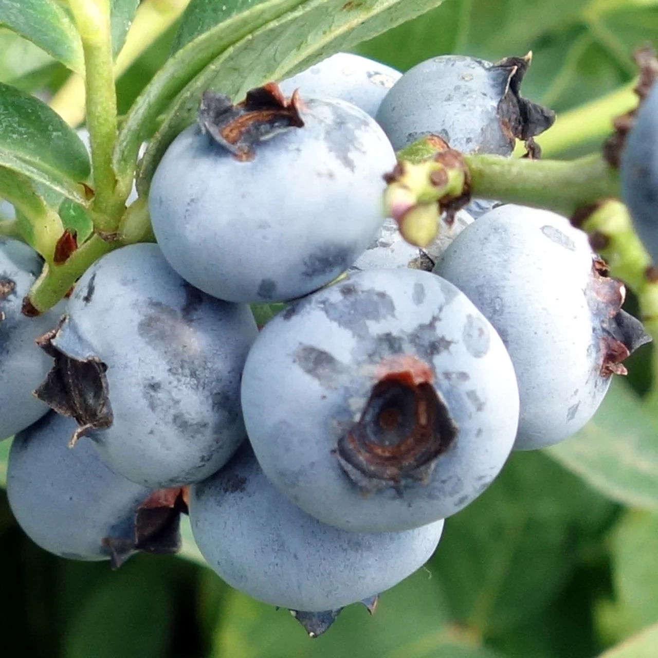 Heidelbeere Northcountry – Bio-Heidelbeeren für den Garten