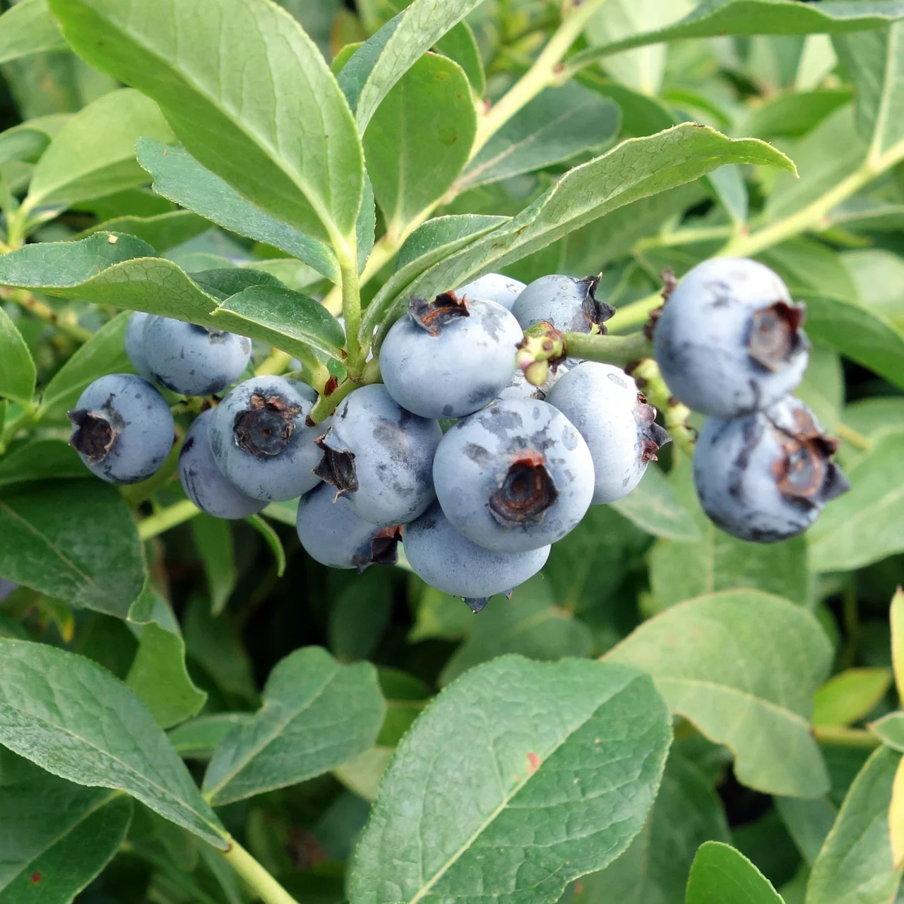Heidelbeere Northcountry – Bio-Heidelbeeren für den Garten