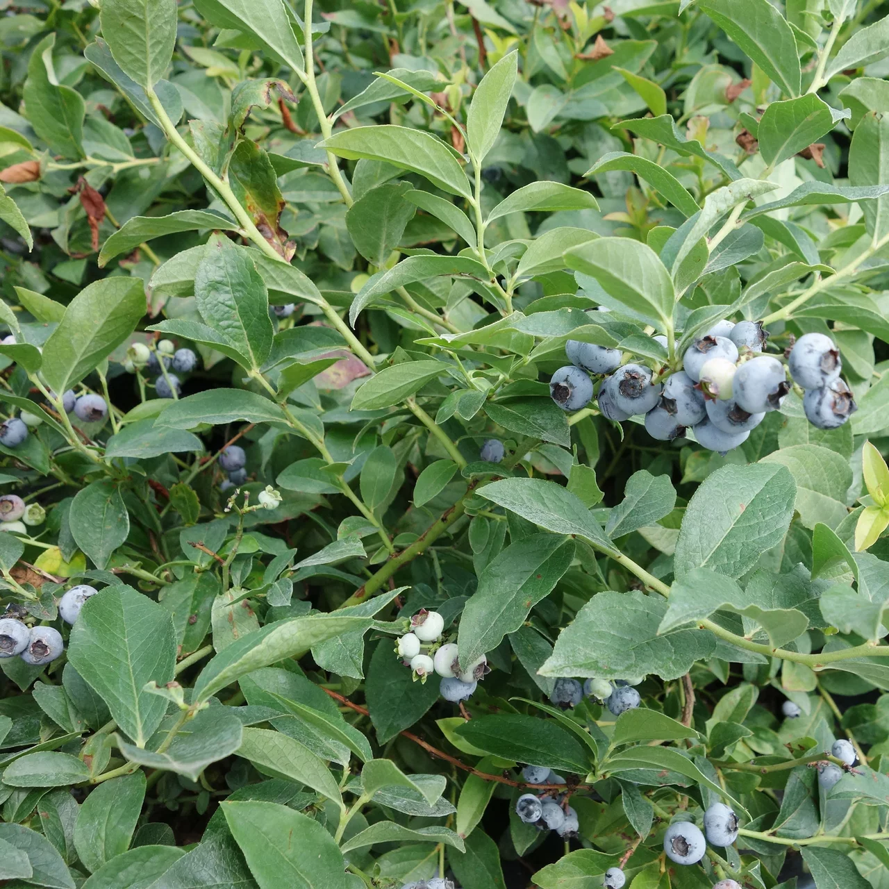 Heidelbeere Northcountry – Bio-Heidelbeeren für den Garten