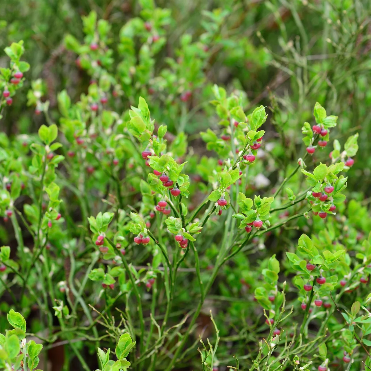 Wilde Waldheidelbeere – Biologische Beeren-Pflanzen