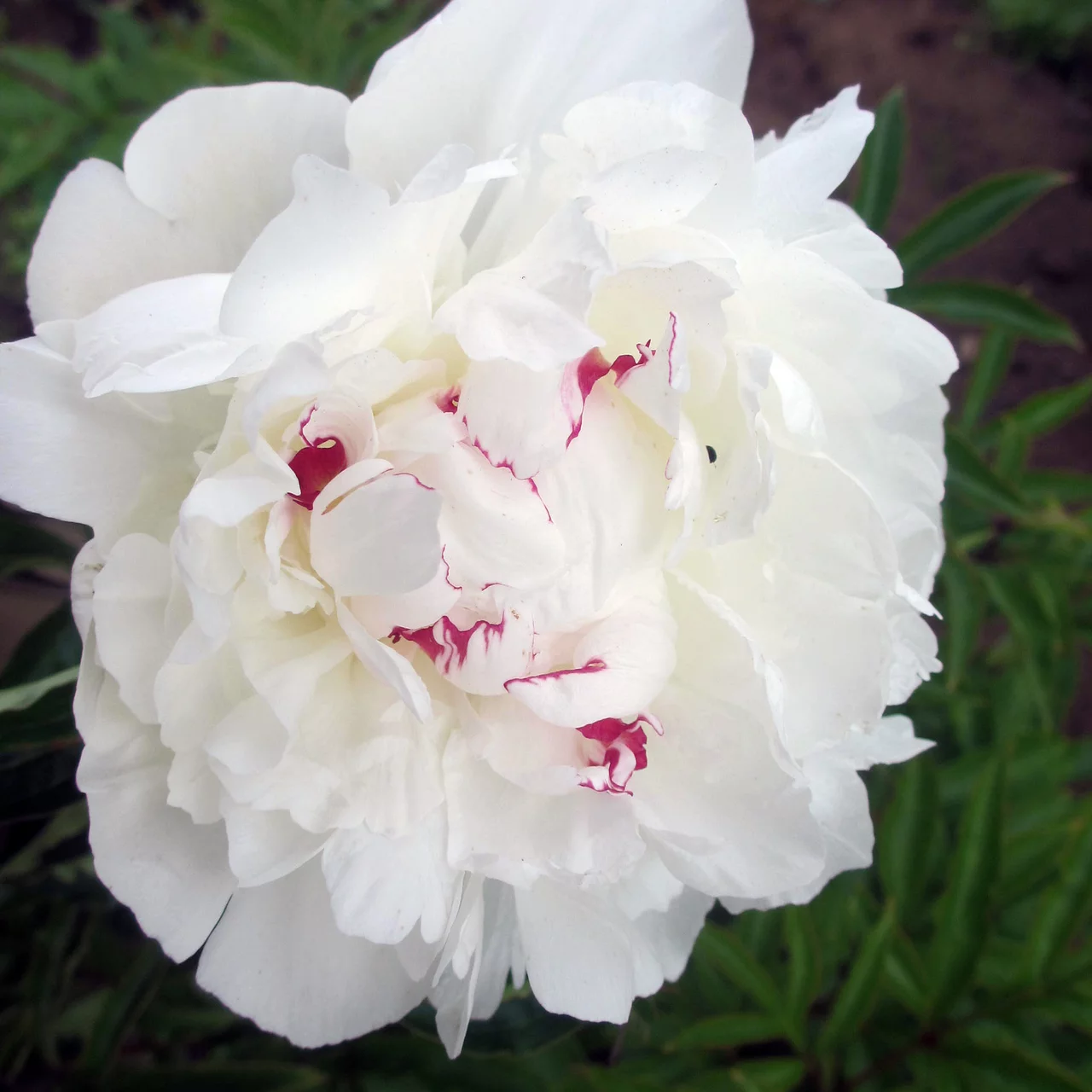 Pfingstrose 'Madame Edouard Doriat'