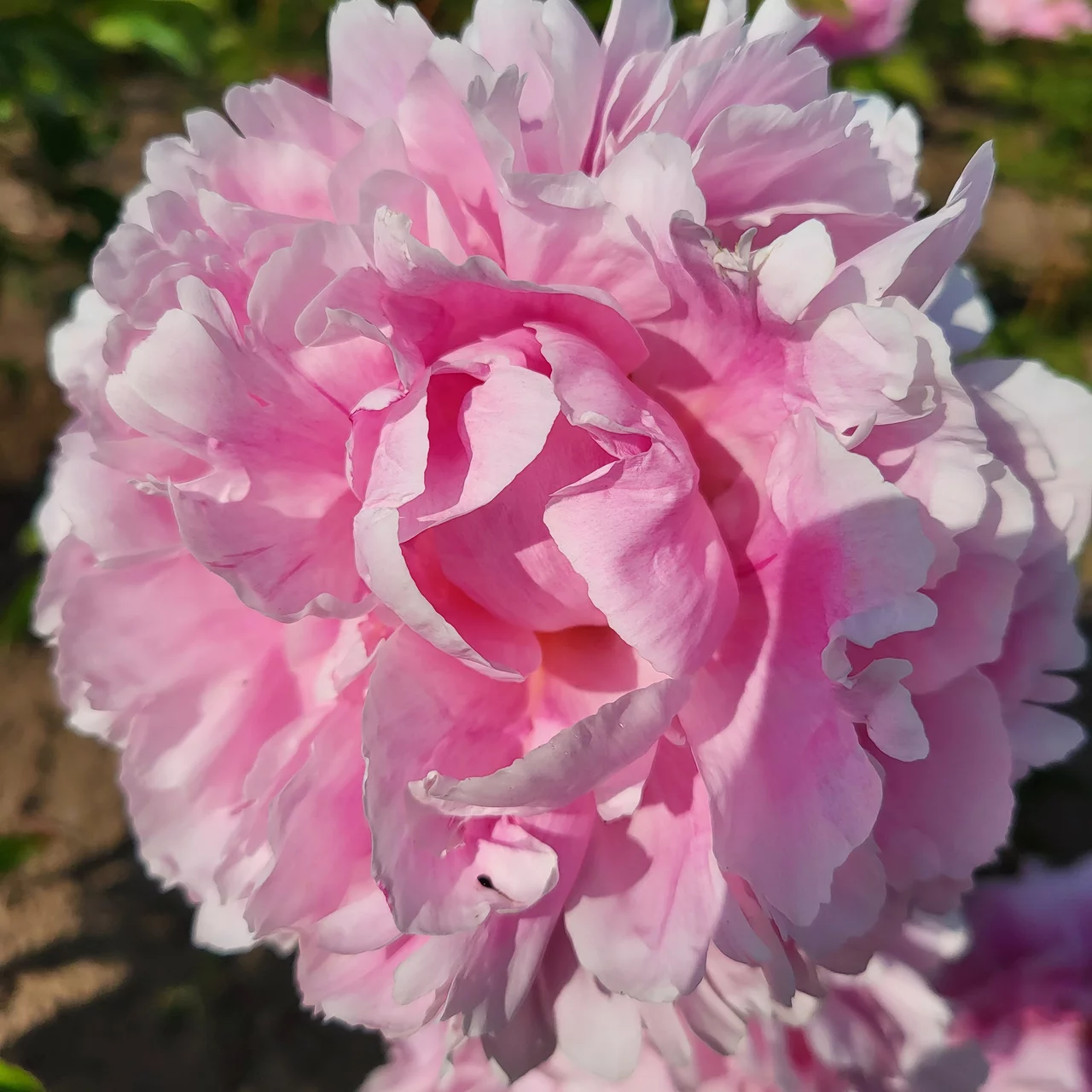 Pfingstrose 'Miss Eckhardt'