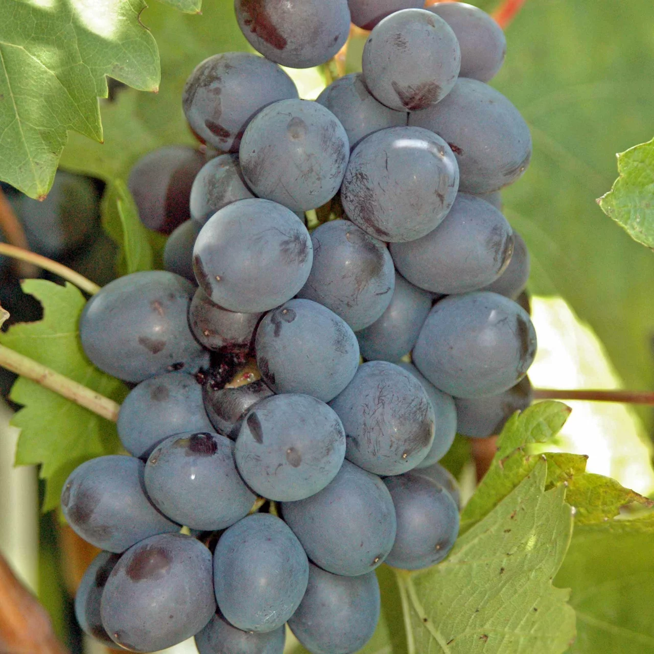 Dunkle Tafel- und Weintraube «Nero» – Biologische Reben